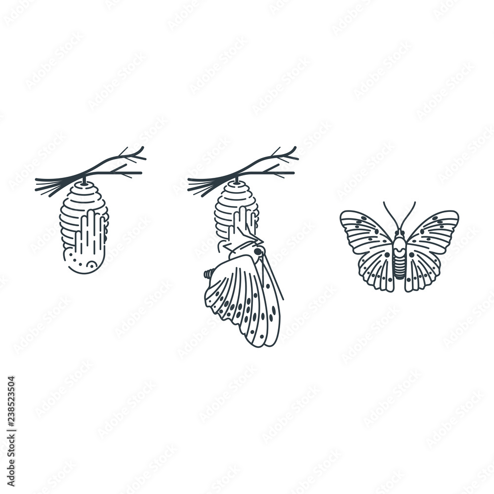 Metamorphosis Butterfly Drawings