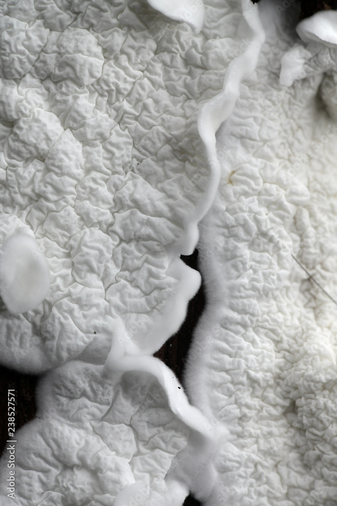 Soft Texture Photography