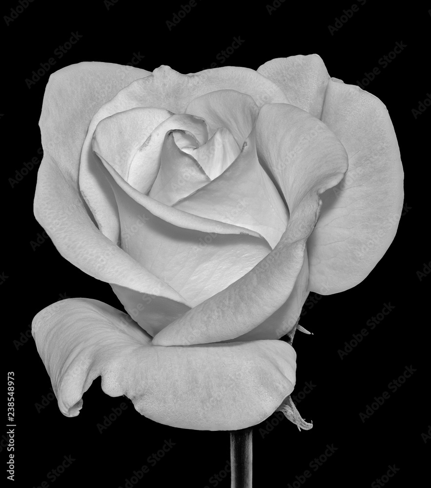 Fine Art Black And White Flower Photography | Best Flower Site
