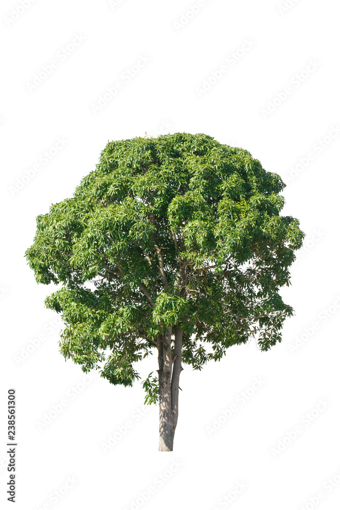 Trees isolated on white background, tropical trees isolated used for ...