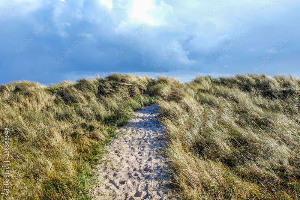 Fotografia do Stock: sandy pathway running through grass sand dunes ...