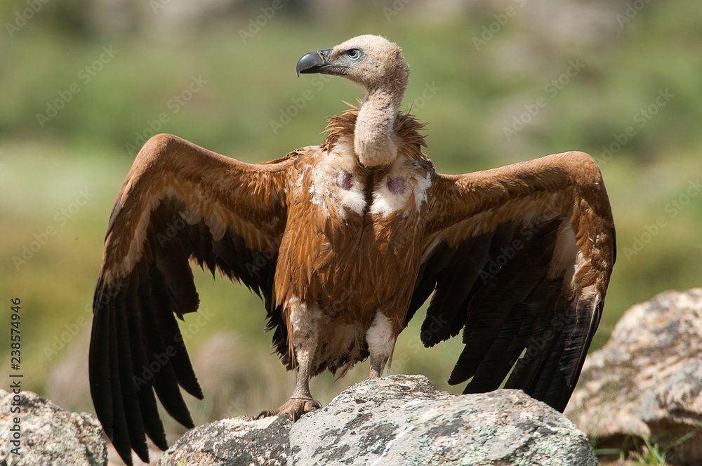Vulture Scavenger
