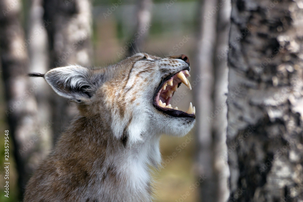 Poster A wild lynx are roaring outdoors in the forest showing his big ...