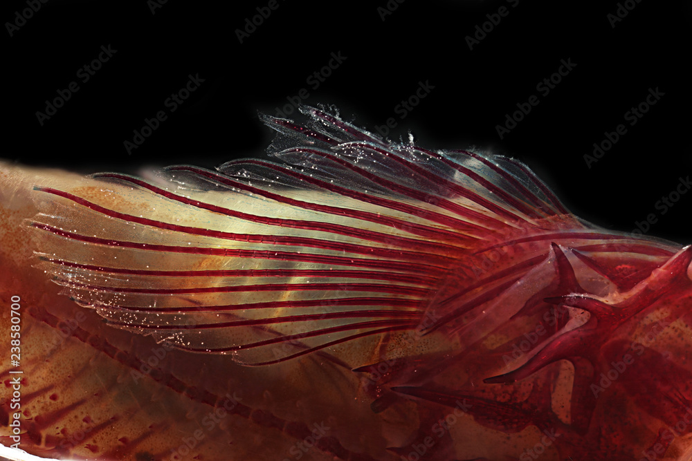 Fin Structure of a Cleared and Stained Fish, Hudson River Valley Stock ...