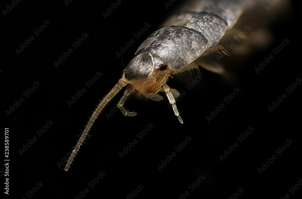 Lepisma saccharina, commonly known as a silverfish or fish moth ...