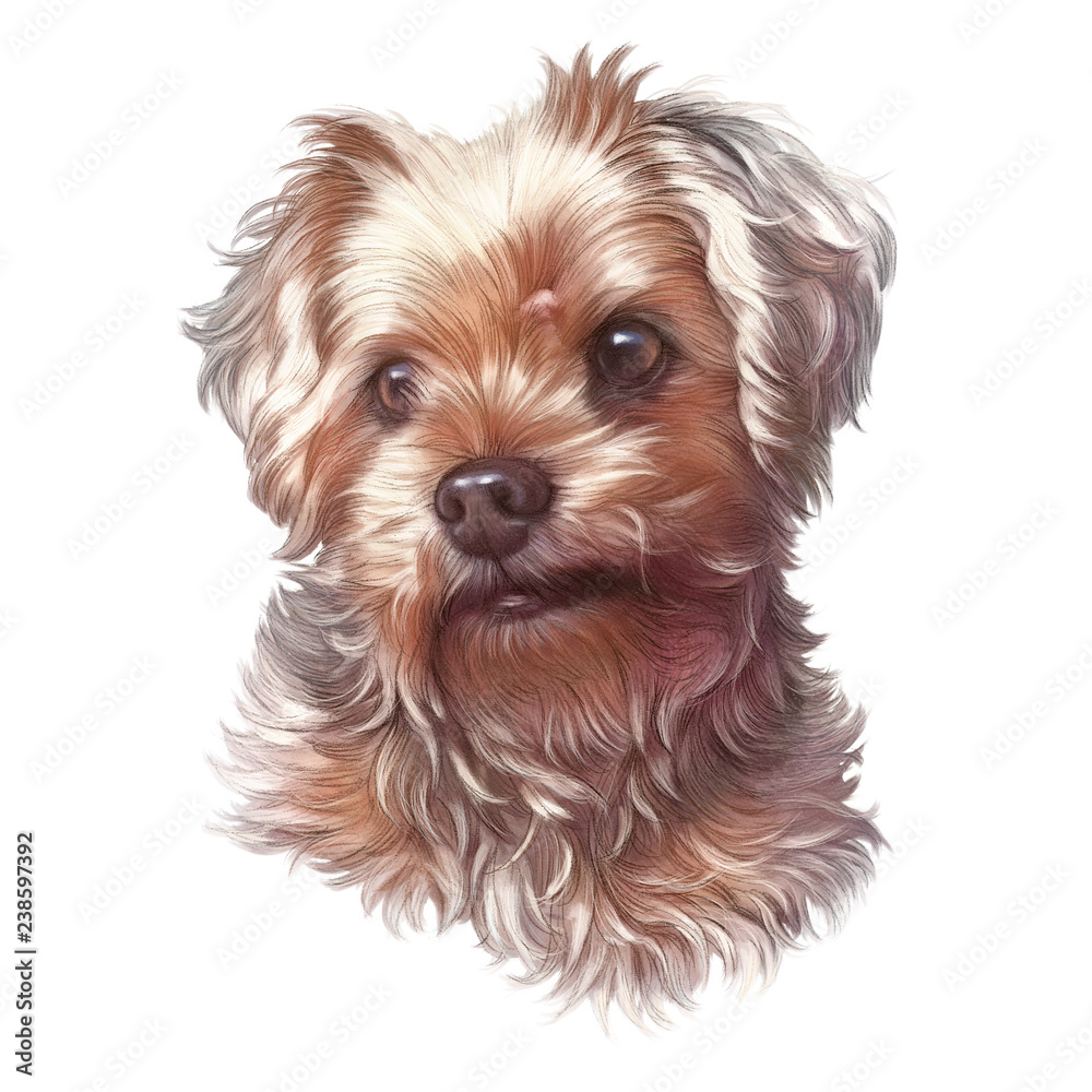 How To Draw A Realistic Yorkie