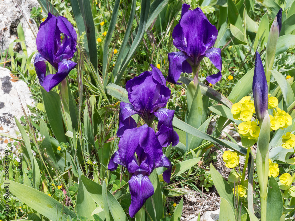 iris subbiflora Stock Photo | Adobe Stock
