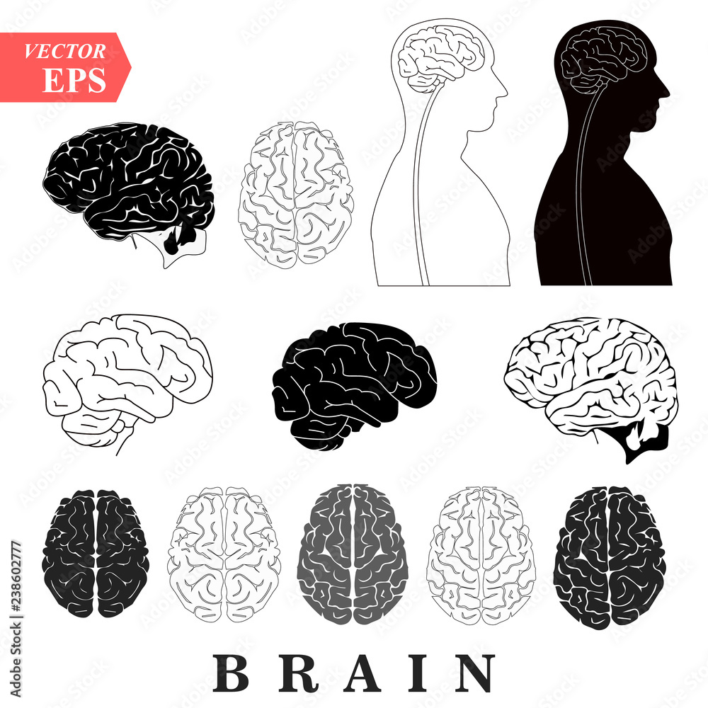 Human Brain Anatomy Collection set anterior inferior lateral and ...