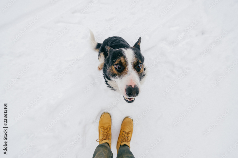 Portrait from above of kind human`s friend - faithful dog looking up at ...
