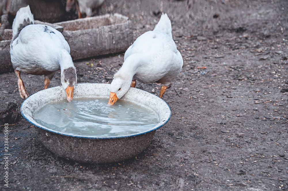 Two geese drink water from large dishes. Breeding birds. Industrial ...