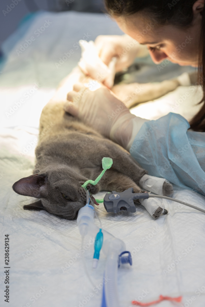 Preparation for sterilization of cat in a veterinary clinic, cat on an ...