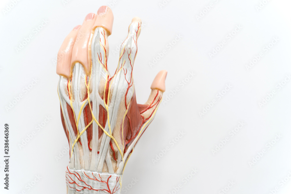 Muscles of the palm hand for anatomy education. Stock Photo | Adobe Stock