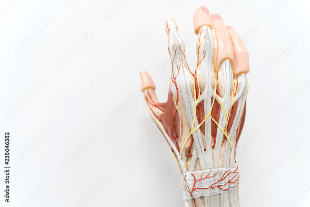Muscles of the palm hand for anatomy education. Stock Photo | Adobe Stock
