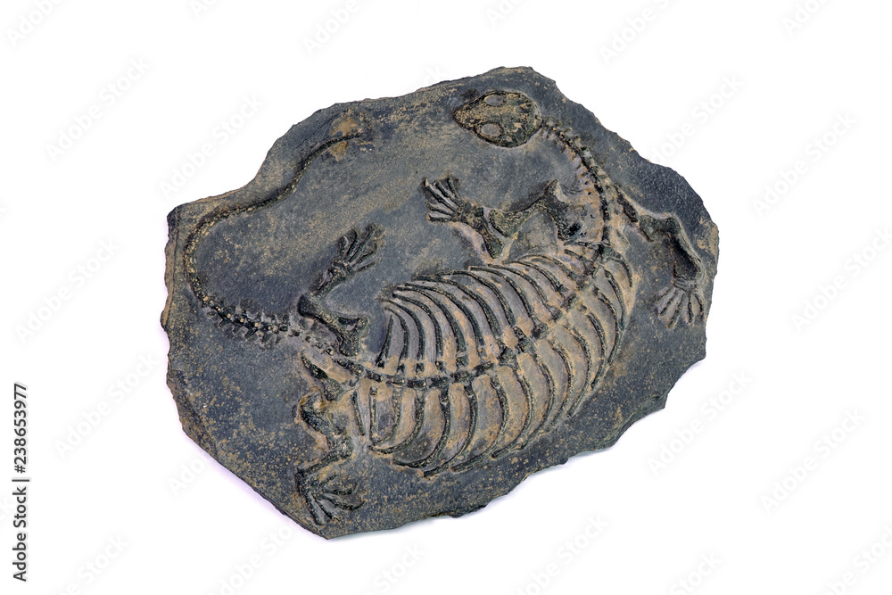 Fossil : Dinosaur fossil (Keichousaurus hui fossil , female) isolated ...