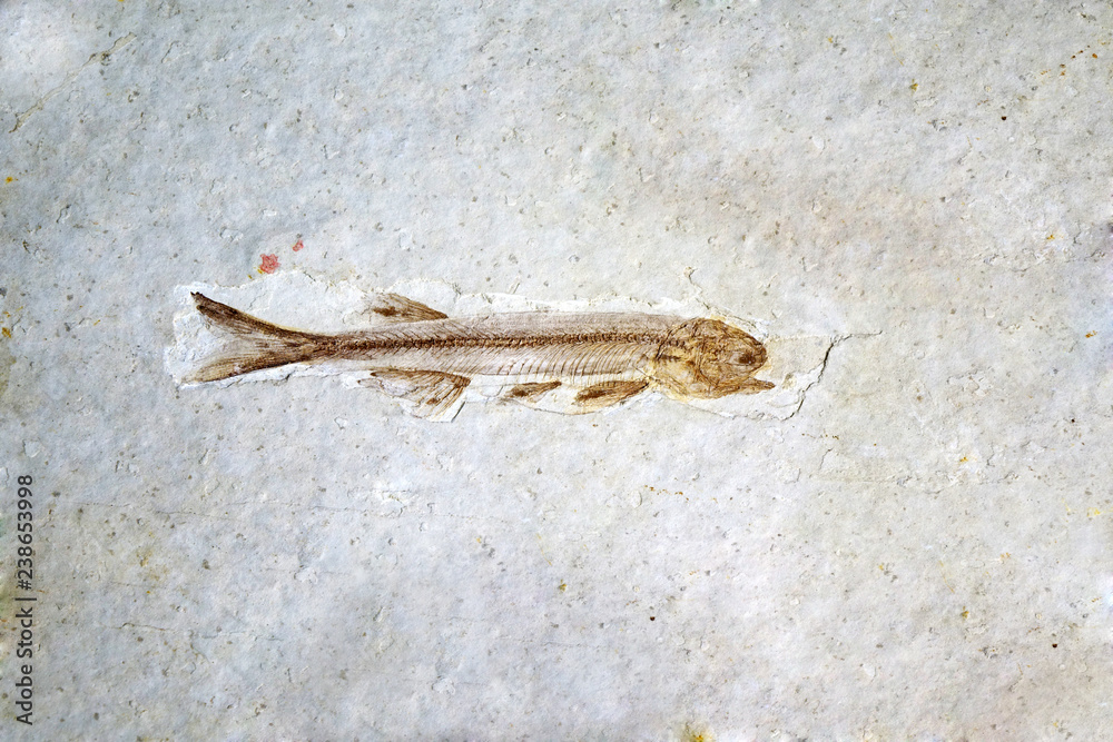 Fossil : Lycoptera Fish fossil from Liaoxi China, its lived from the ...
