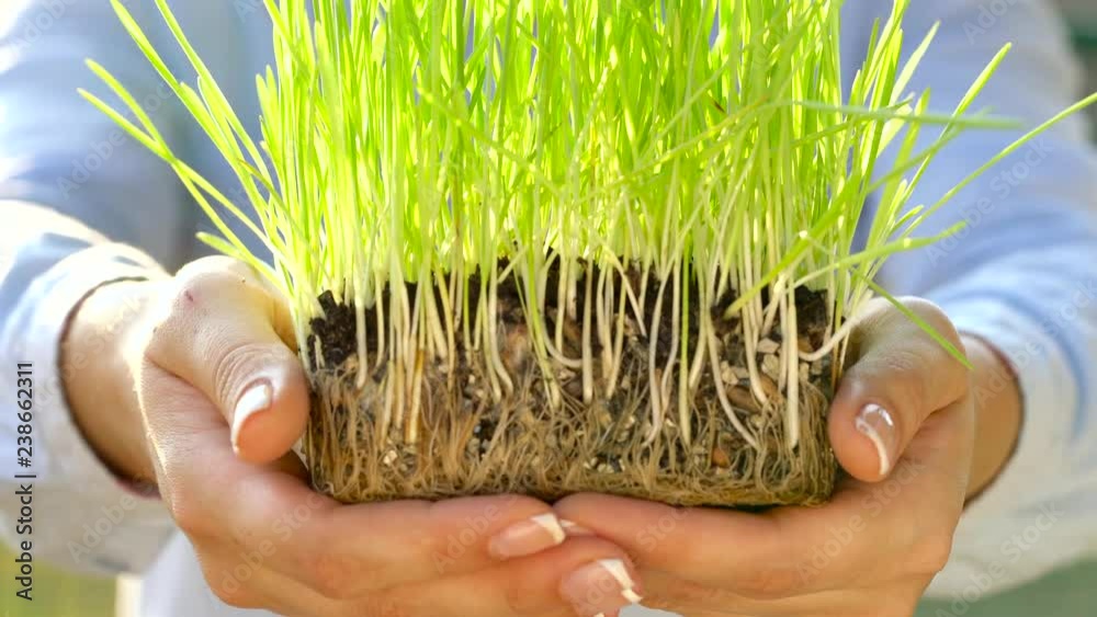 Female hands hold out handful of soil with green grass. Concept of ...