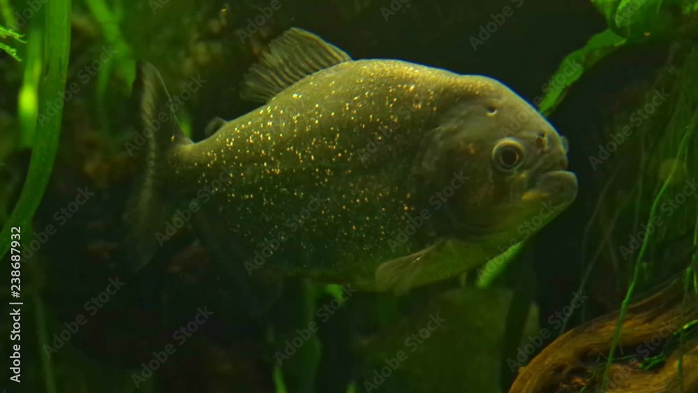 Close up view of red-bellied piranha (Pygocentrus nattereri) swimming ...