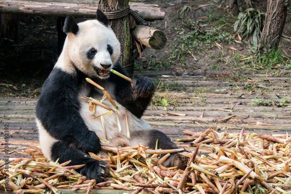 Panda eating bamboo in Chengdu Panda Base Stock Photo | Adobe Stock