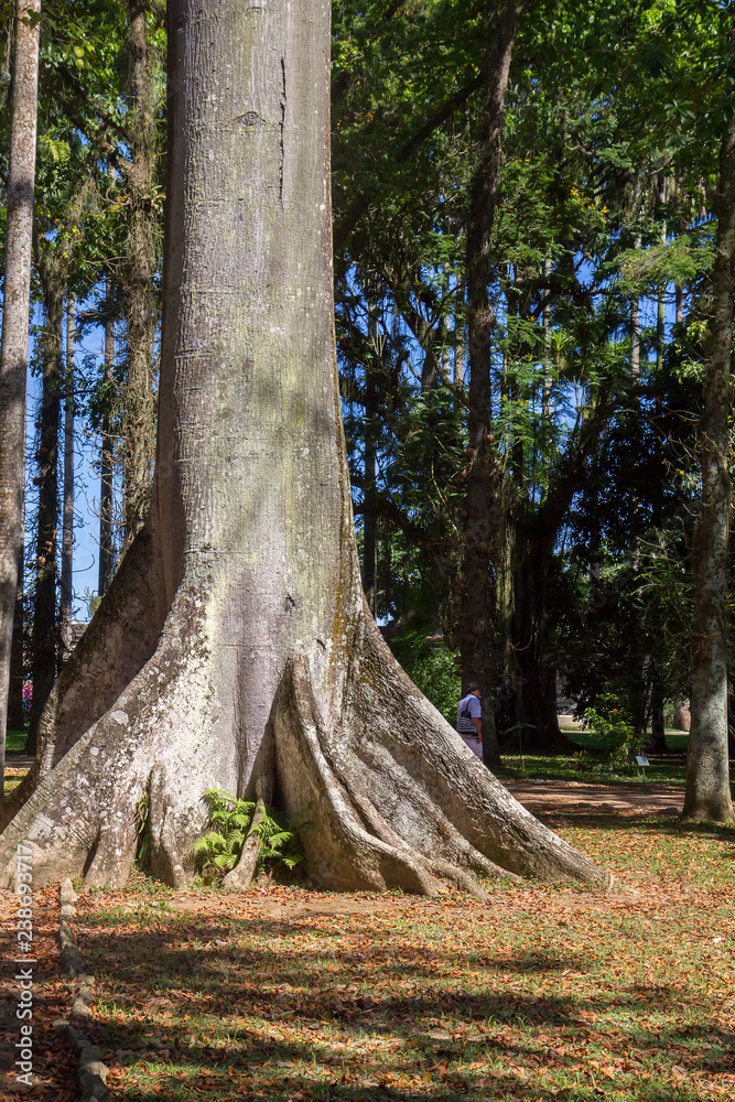 Rio de Janeiro, Brazil, Botanical garden. Huge tropical tree. The ...