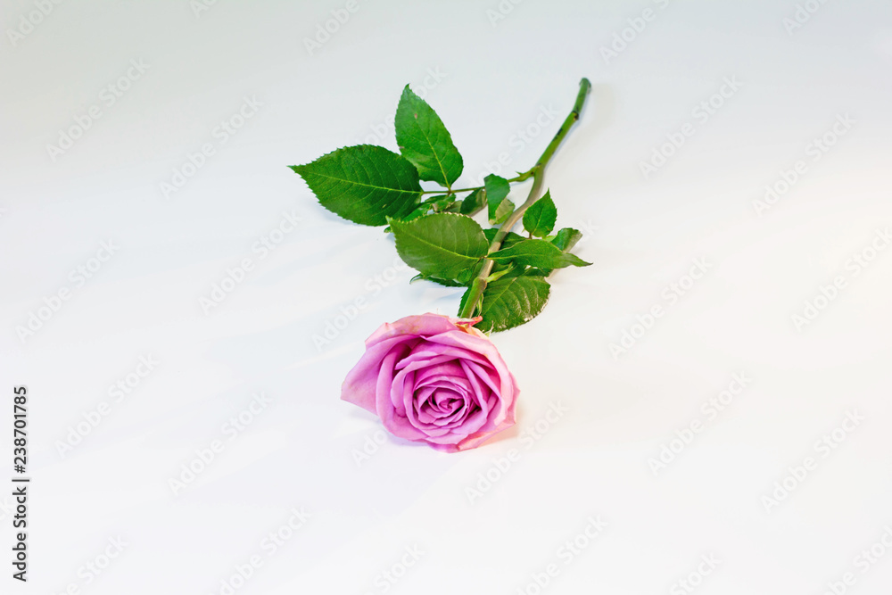 Flower picture. Fresh cut beautiful rose at white table background ...