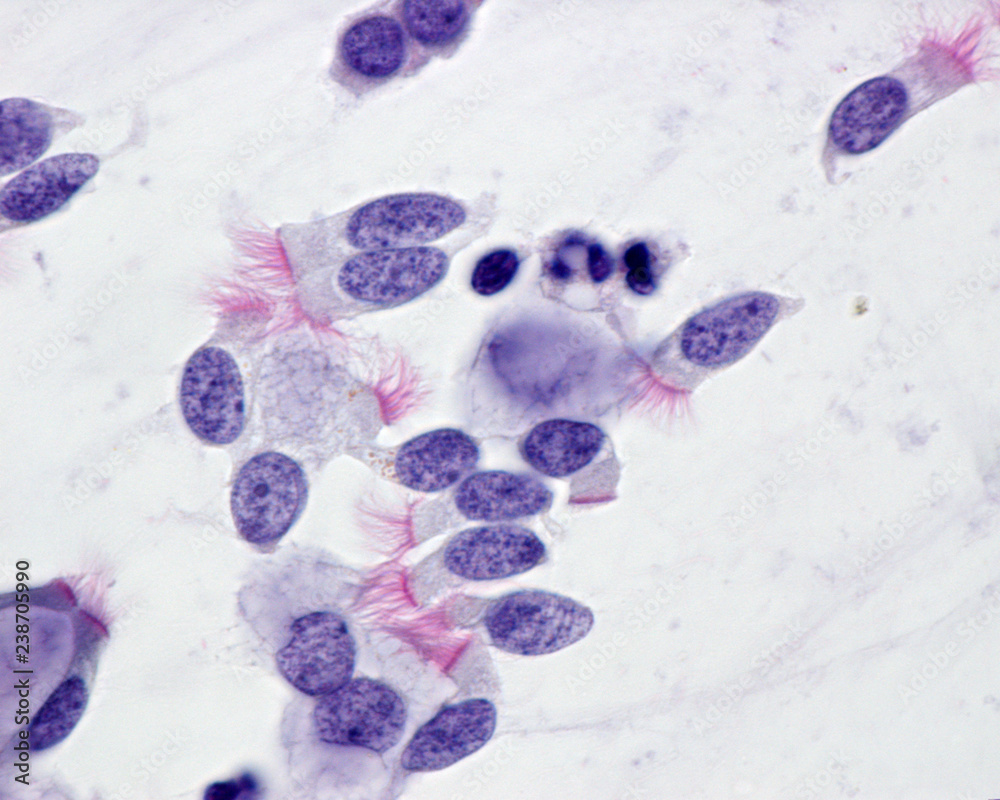 Ciliated Epithelial Cell Microscope