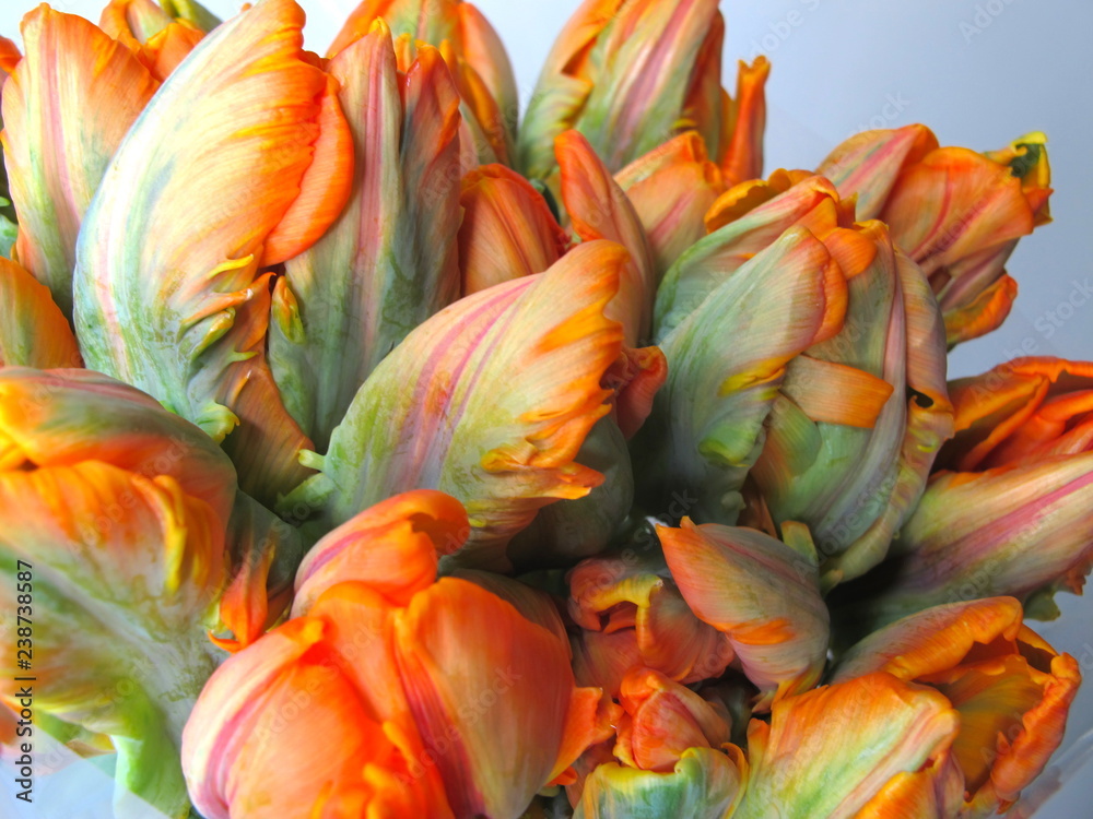 Orange Parrot Tulips