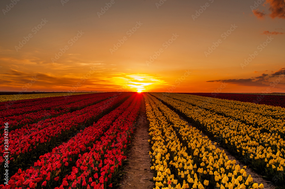 The magical view of the tulip field and the tulip field Stock Photo ...