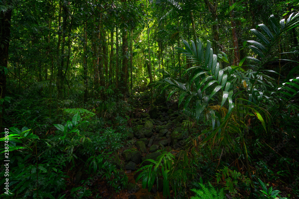 Asian tropical rainforest Stock Photo | Adobe Stock