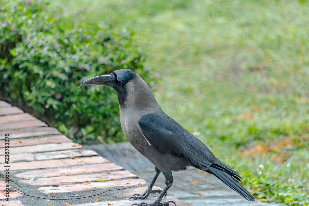 House Crow [Corvus splendens], closeup Stock Photo | Adobe Stock