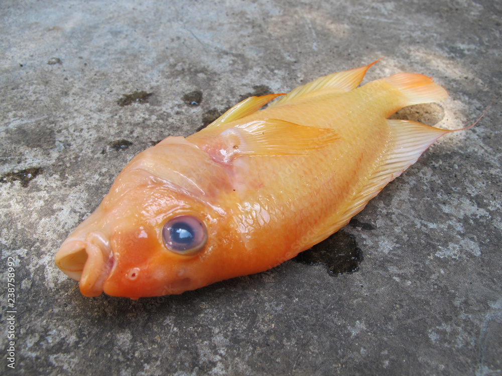 Corpse of Red Devil Cichlid Asian Fish Laying on The Ground Stock Photo ...