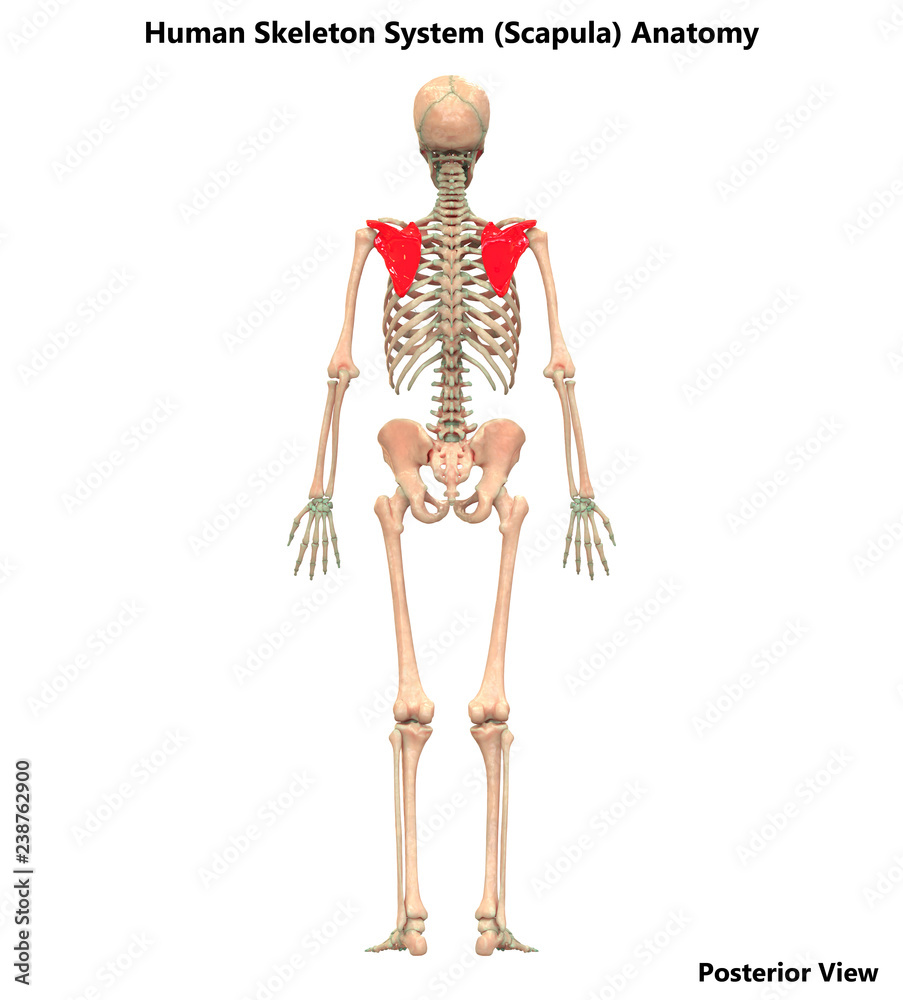 Human Skeleton System Scapula Bone Joints Anatomy Stock Illustration ...