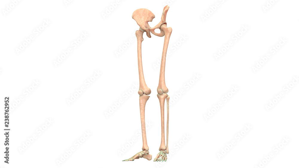 Human Skeleton System Lower Limbs Anatomy Stock Illustration | Adobe Stock