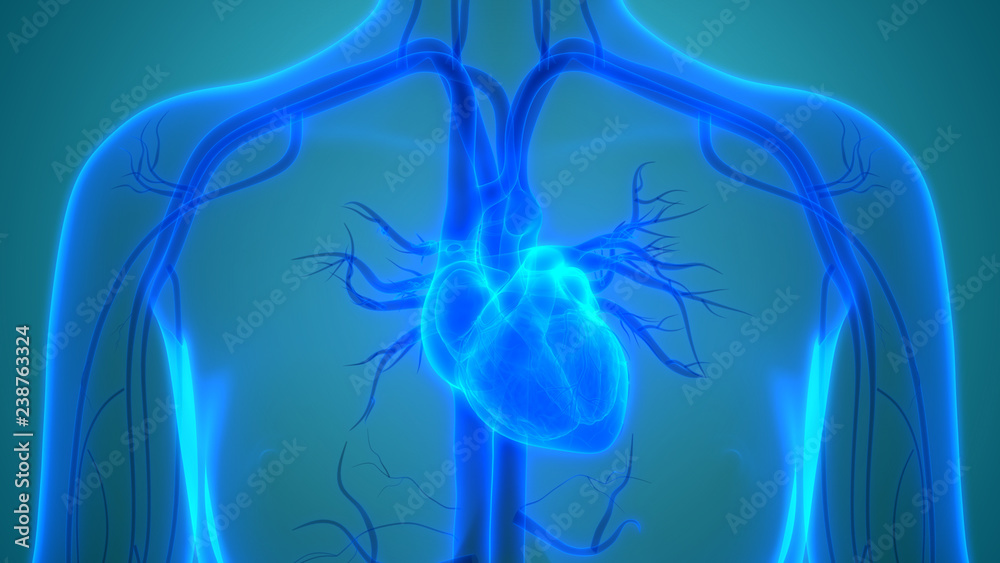 Human Circulatory System Anatomy Stock Illustration | Adobe Stock