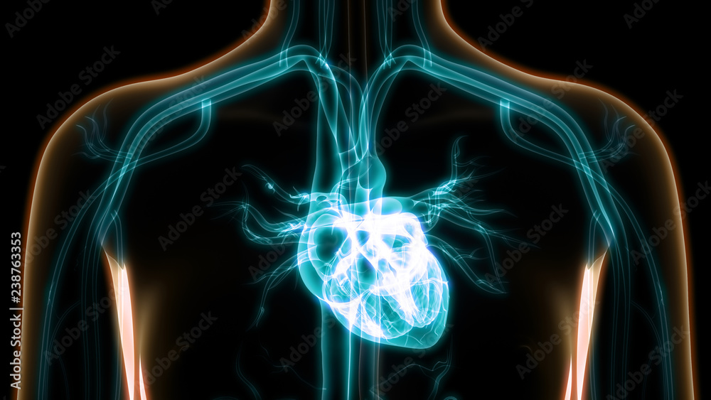 Human Circulatory System Anatomy Stock Illustration | Adobe Stock