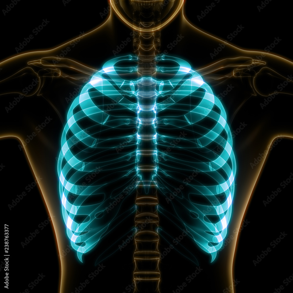 Human Skeleton System Rib Cage Anatomy Stock Illustration | Adobe Stock