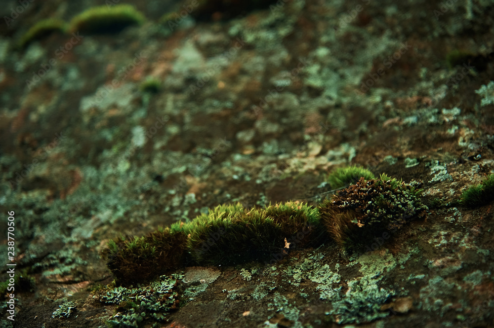 Different types of moss on stone with blurry phot Stock Photo | Adobe Stock