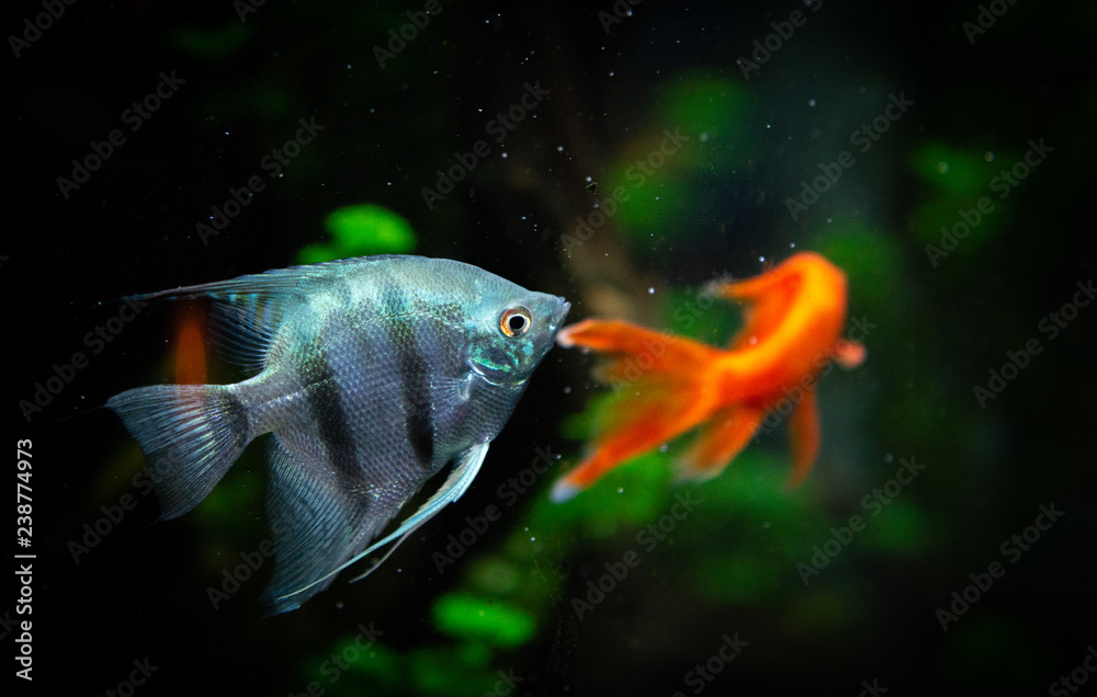 Angelfish freshwater aquarium fish Stock Photo | Adobe Stock