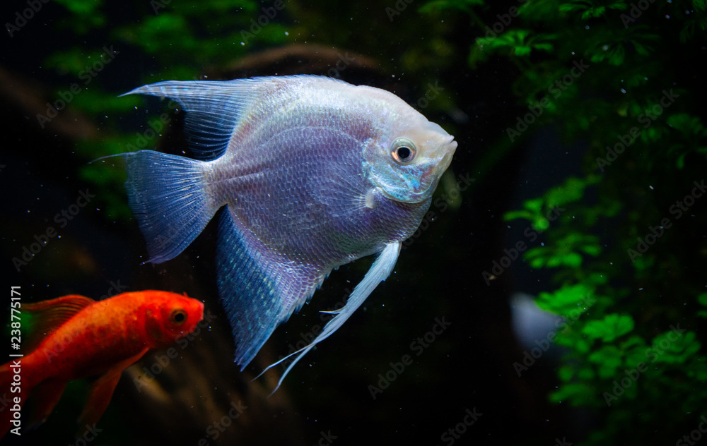 Angelfish freshwater aquarium fish Stock Photo | Adobe Stock