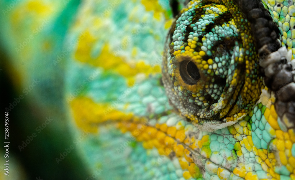 green yellow chameleon Stock Photo | Adobe Stock