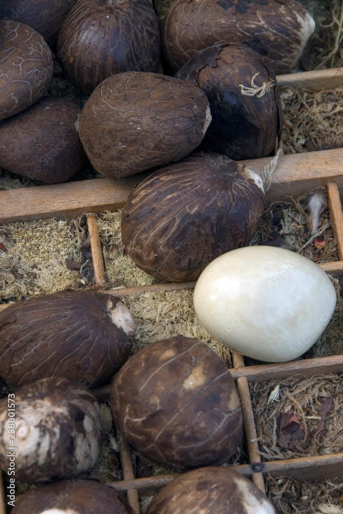 Phytelephas Macrocarpa - Ivoire Vegetal Ou Corozo Stock Photo | Adobe Stock