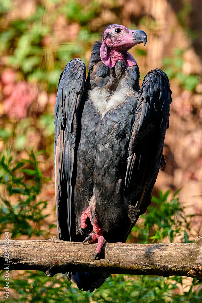 Red Headed Vulture