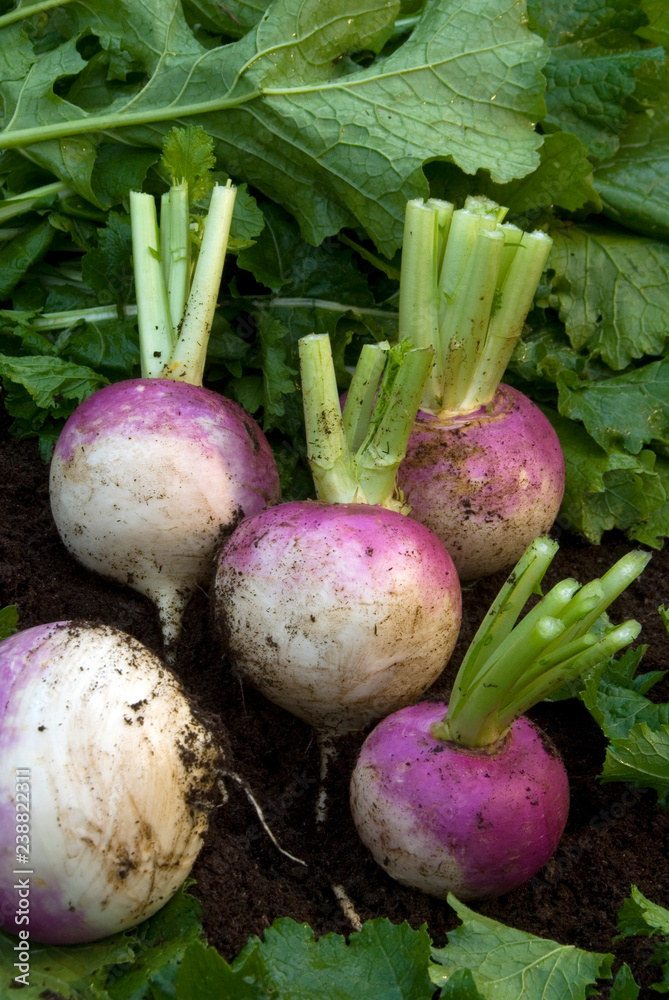 Brassica Rapa - Navet De Nancy A Feuilles Entieres Stock Photo | Adobe ...