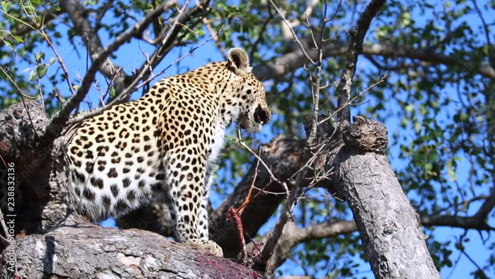 Female Leopard with a Full Bellie Keeps Watch from a Maroela Tree while ...