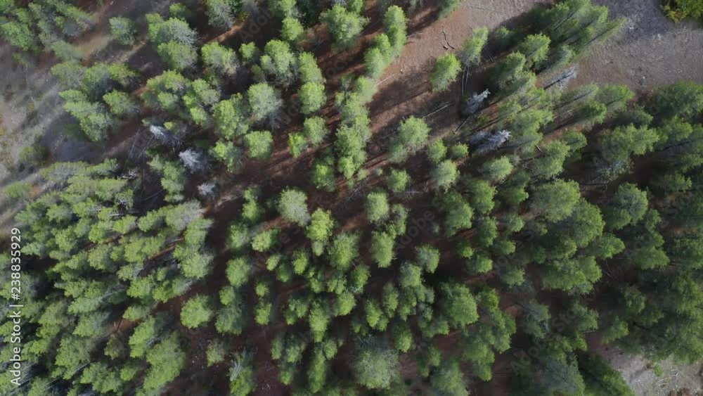 Overhead Drone Aerial Spinning shot above a forest with lots of trees ...