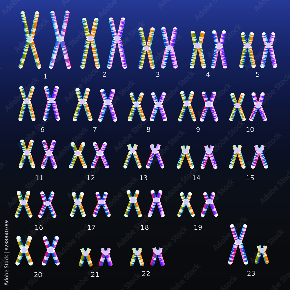 Normal human karyotype Stock Vector | Adobe Stock