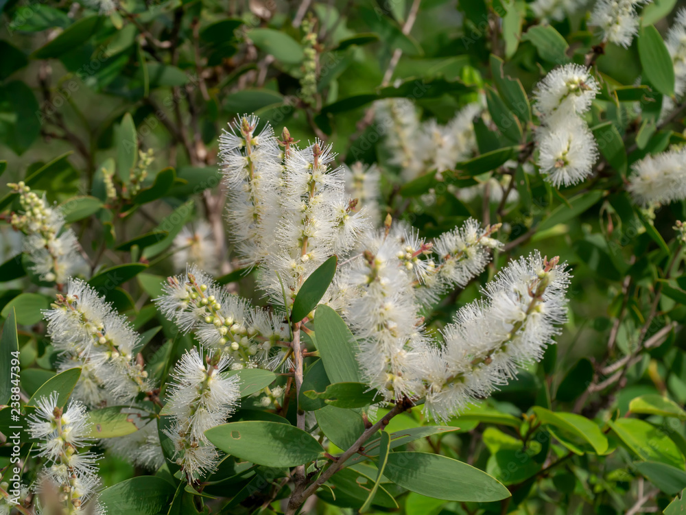 Cajuput tree, Milk wood, Paper bark tree Stock Photo | Adobe Stock
