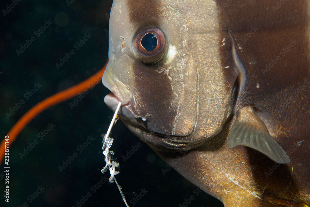 Marine Protection / Ocean Environmental Destruction / Bat Fish with ...