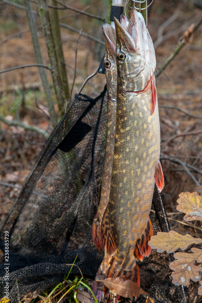 Freshwater pike fish. Two freshwater pike fish on fish stringer on ...