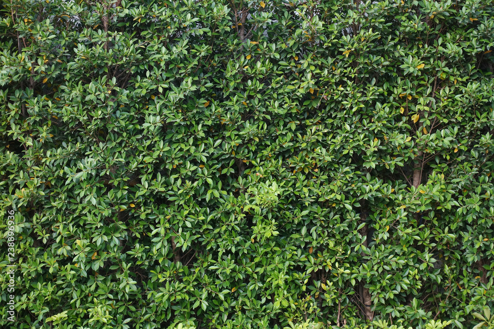 Vertical garden lush green wall pattern surface texture. Close-up of ...
