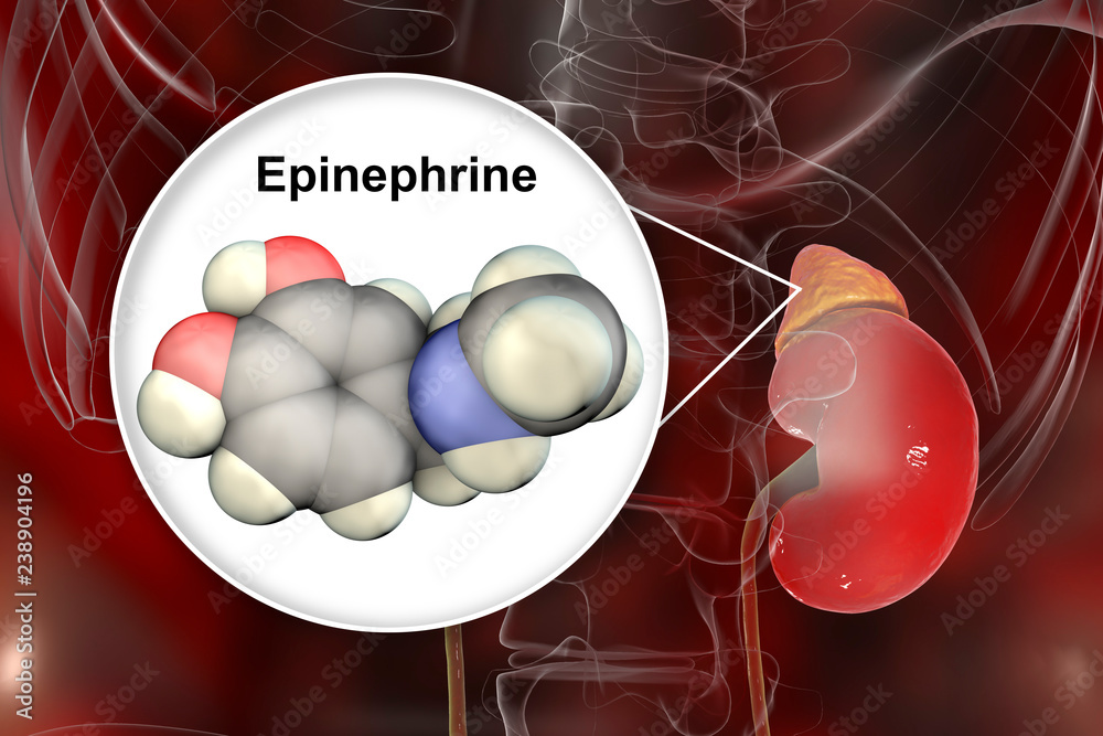 Epinephrine hormone produced by adrenal gland, 3D illustration. It has ...